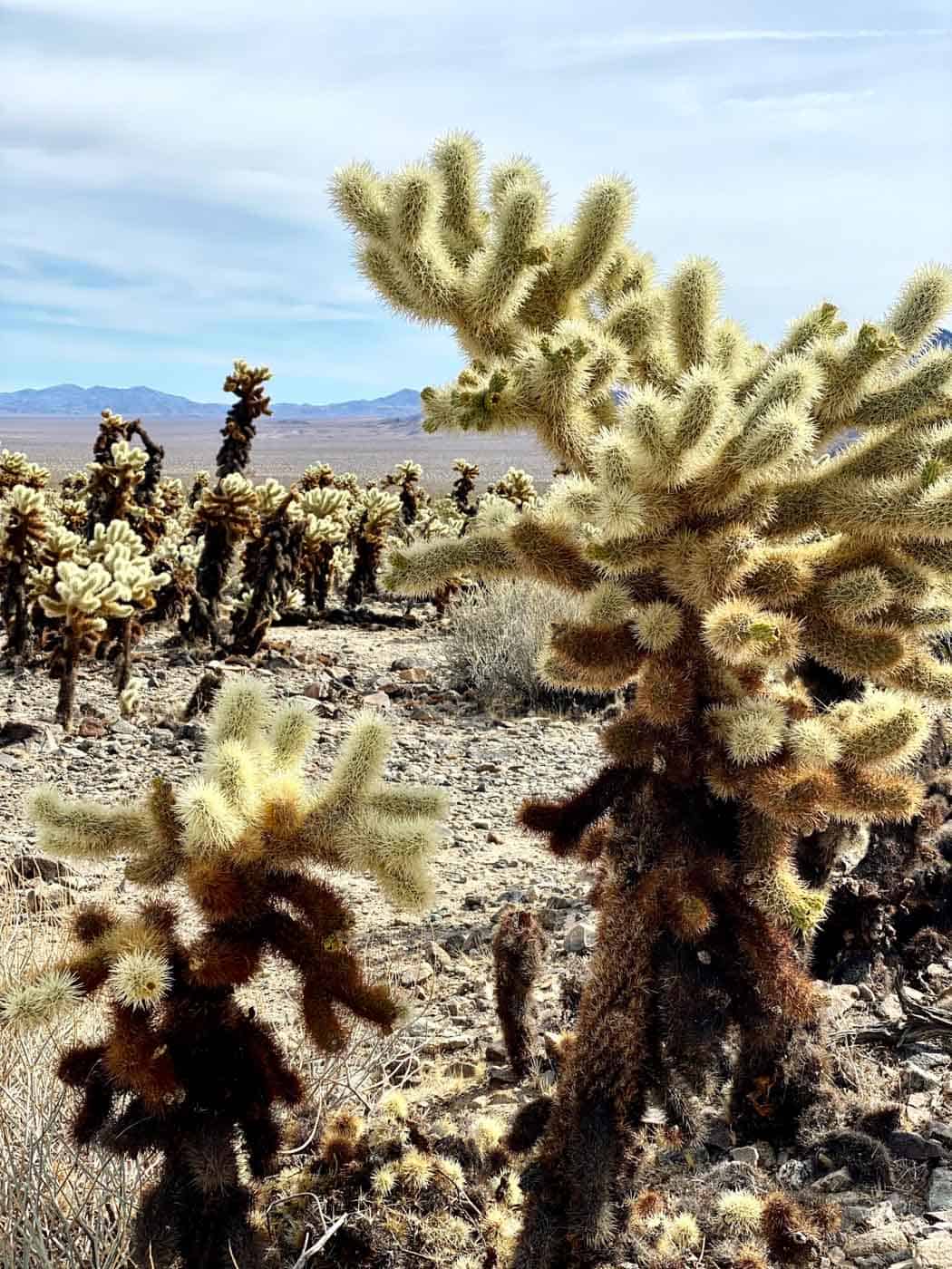 The Perfect Joshua Tree Day Trip: A 1 Day Itinerary (2023)